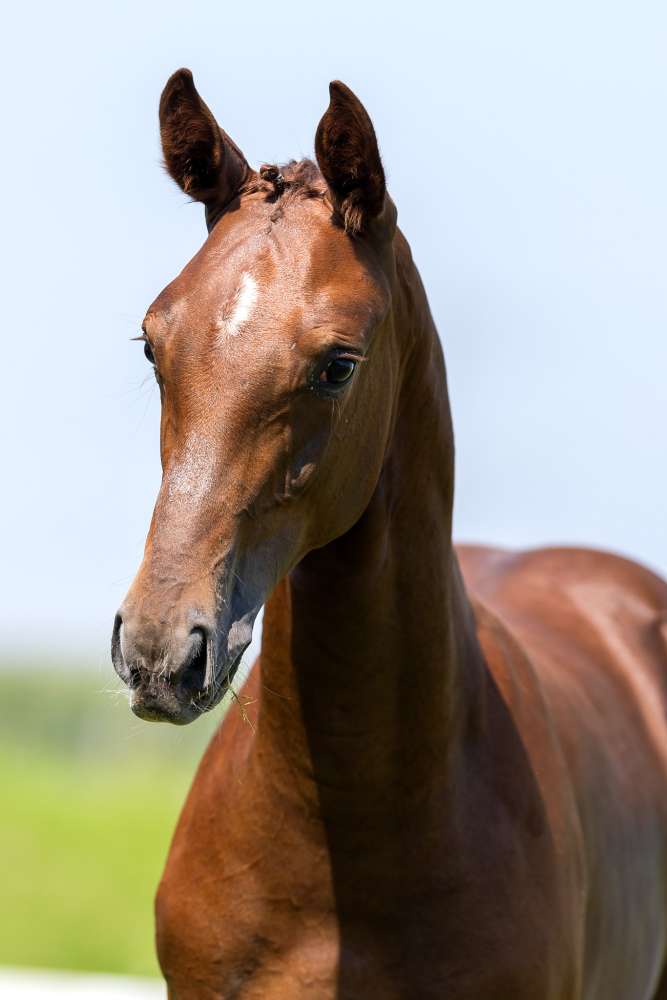 Van Olst Sales | Up Till Dawn KDS