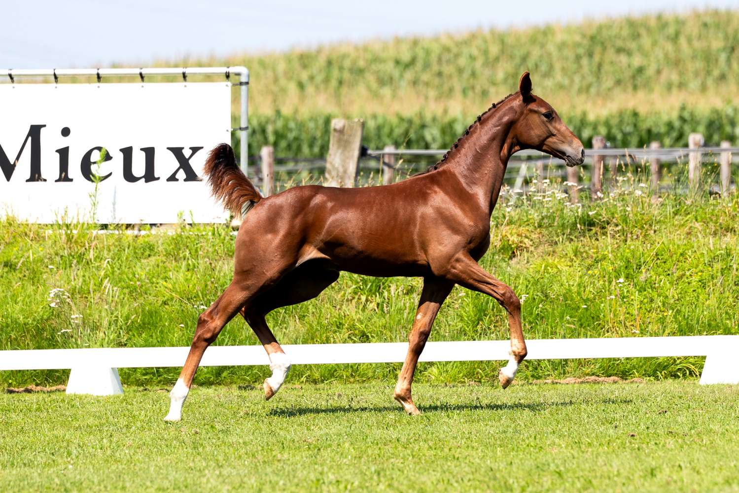 Van Olst Sales | Up Till Dawn KDS