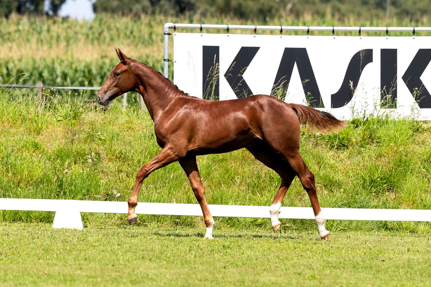 Van Olst Sales | Up Till Dawn KDS