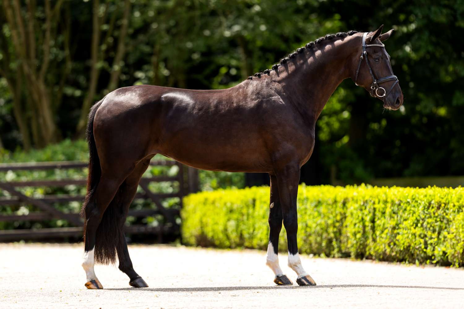 Van Olst Sales | Ready to Dance