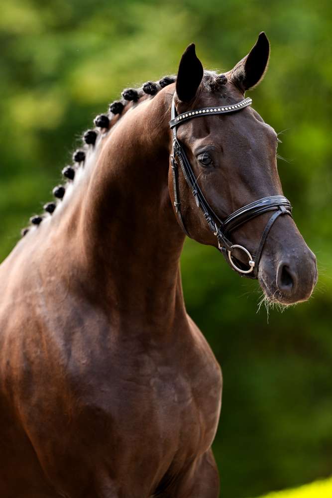 Van Olst Sales | Ready to Dance