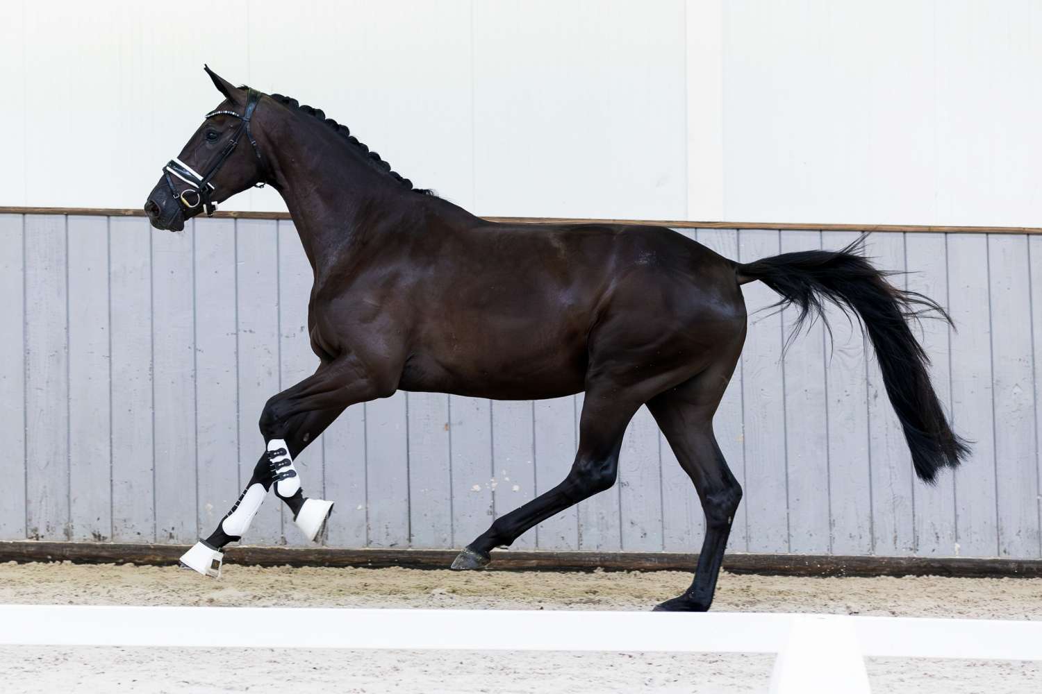 Van Olst Sales | Rosaleigh NA