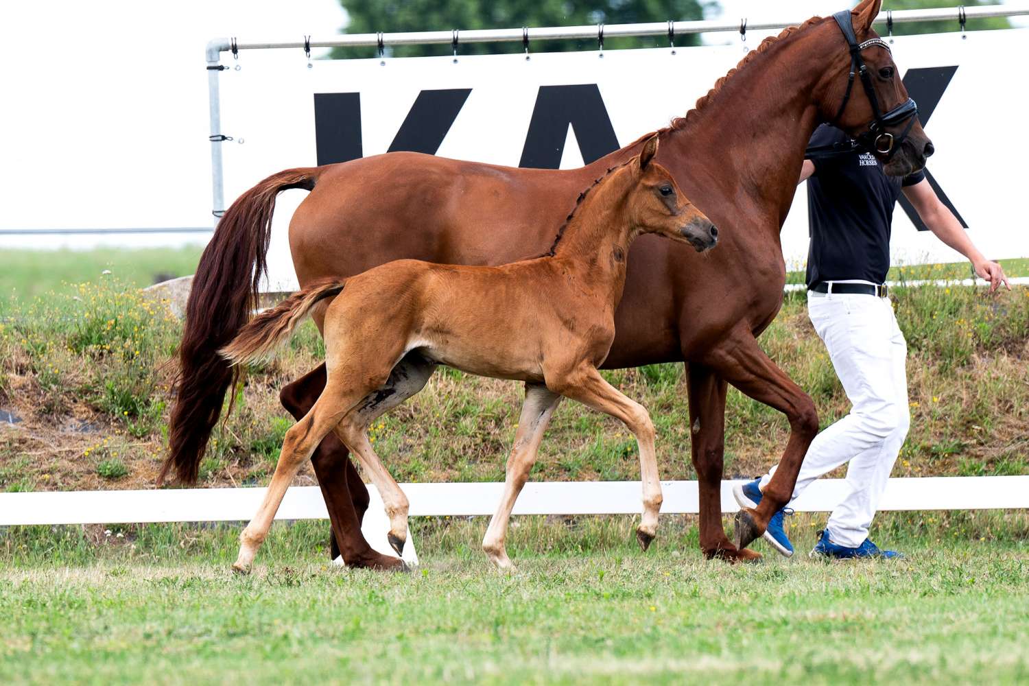 Van Olst Sales | Tropical Dance